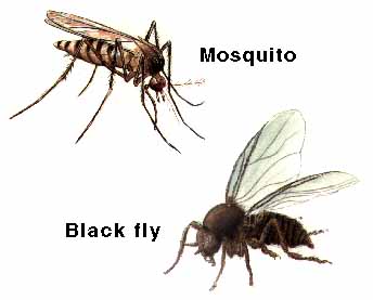 Black flies are out in full force | muskoka411.com