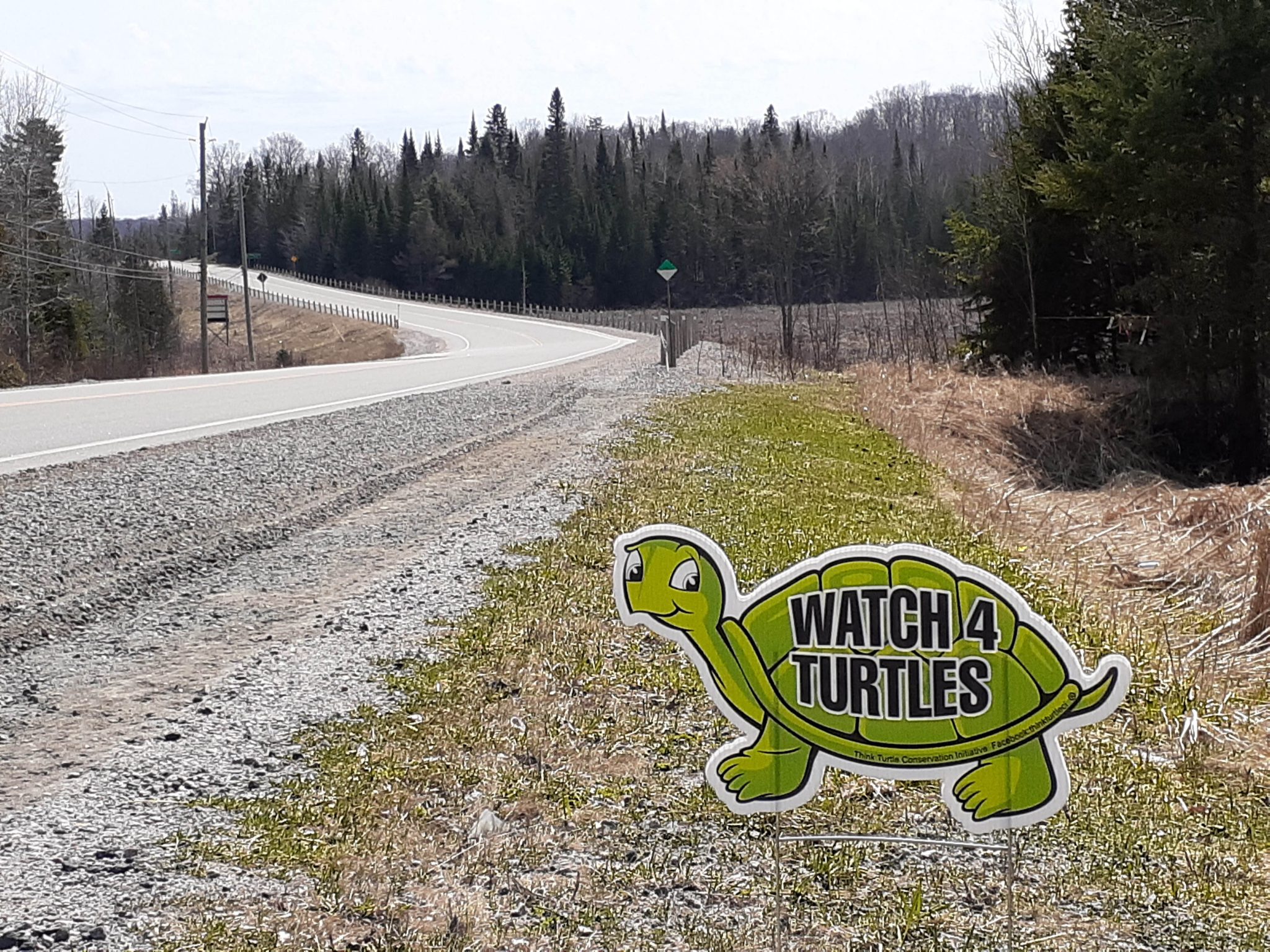 Conservationists Urge Awareness And Caution On Roads As Turtle Season ...