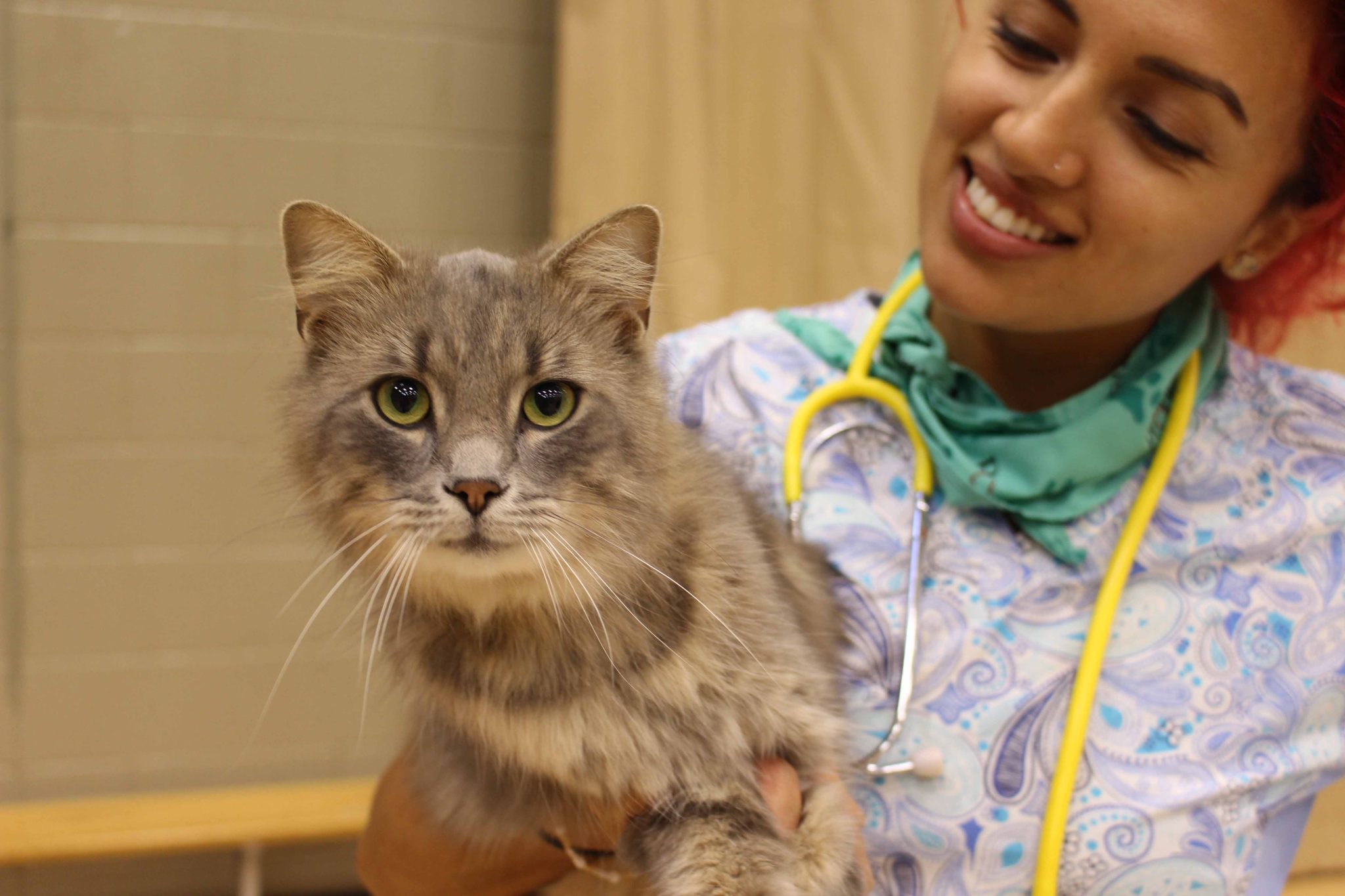 Celebrate Your Pet’s Clinic In The OSPCA Veterinary Appreciation Contest