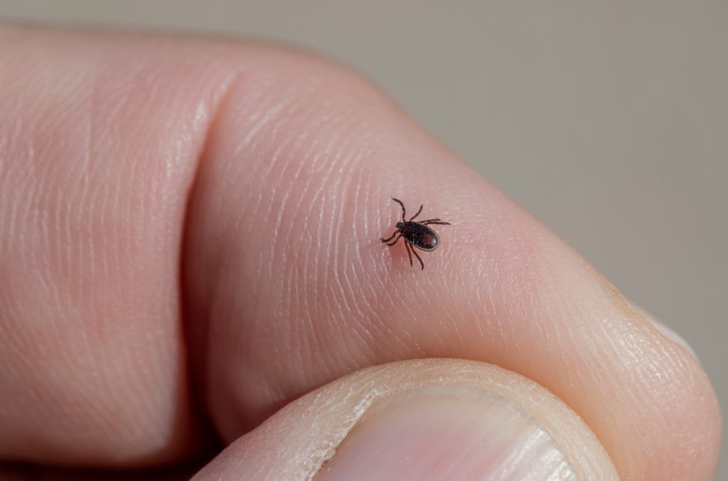 Protect Yourself From Tick Bites This Summer - Muskoka411
